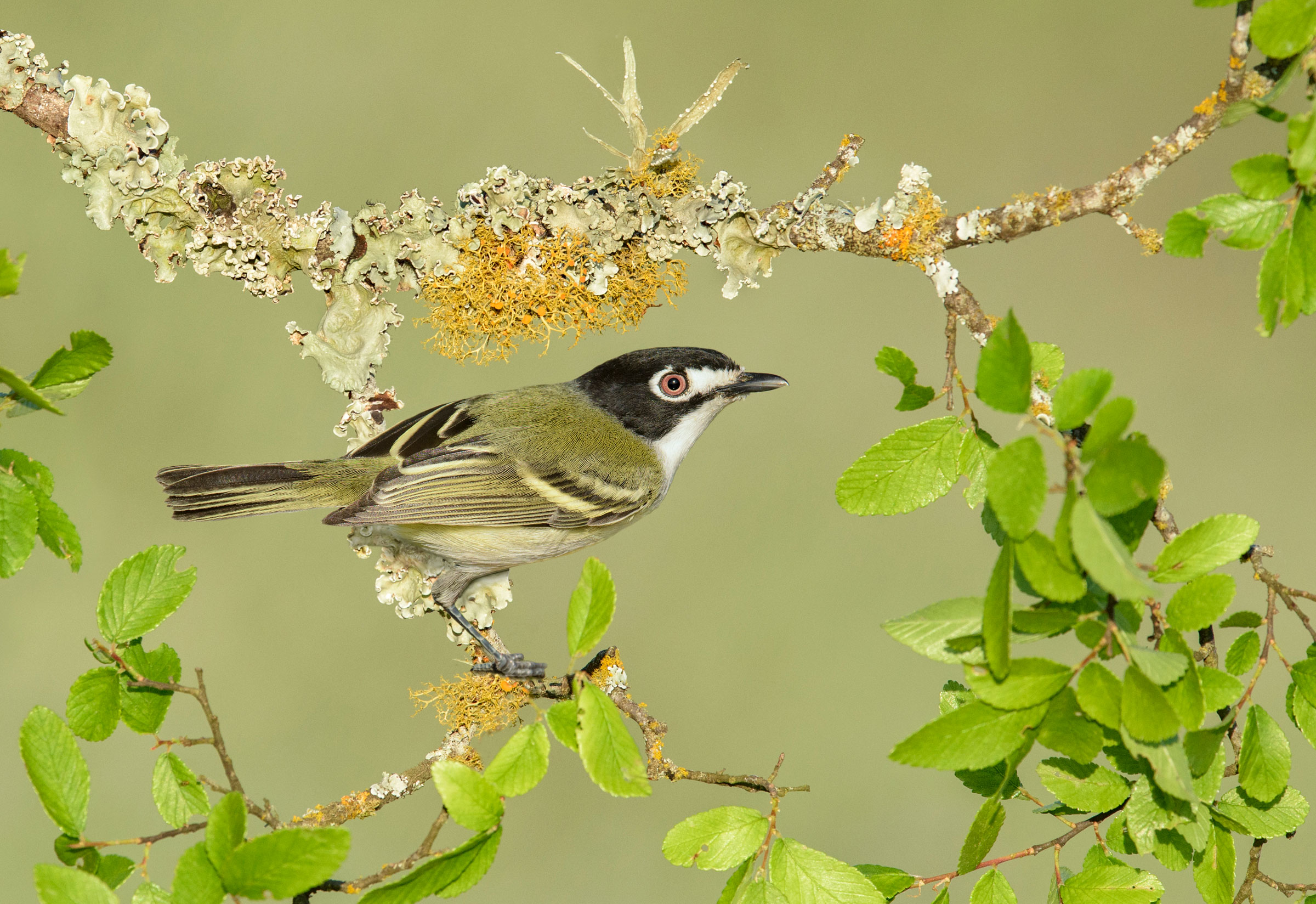 Black-capped Vireo | Audubon Field Guide