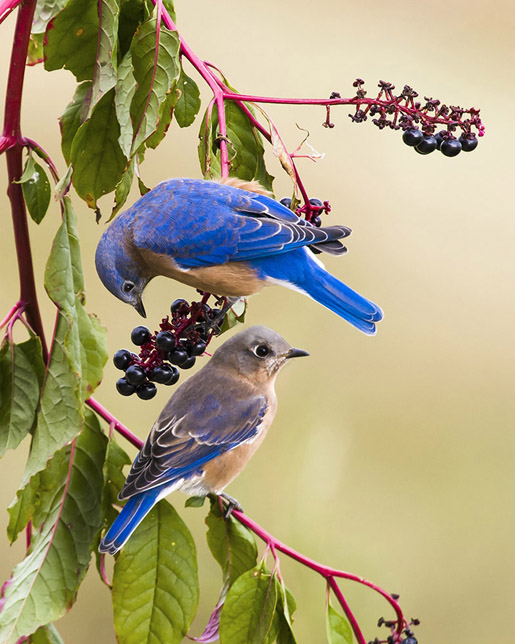 Photo of the Day: Eastern Bluebird | Audubon