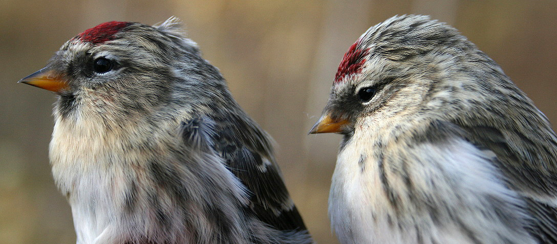 One Redpoll to Rule Them All | Audubon