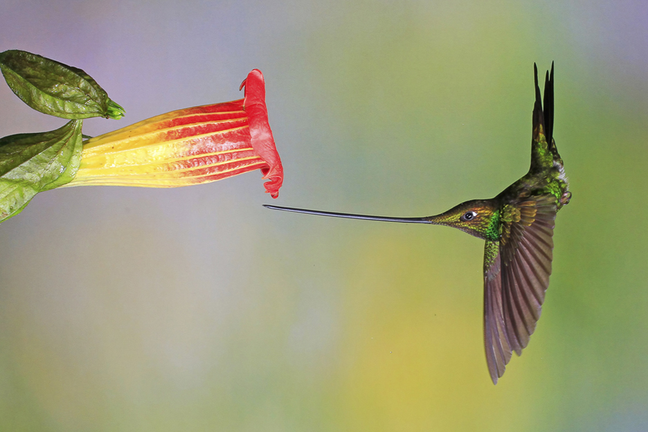 Photo of the Day: Sword-billed Hummingbird | Audubon