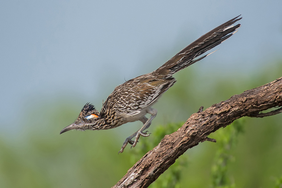 Photo of the Day: Greater Roadrunner | Audubon