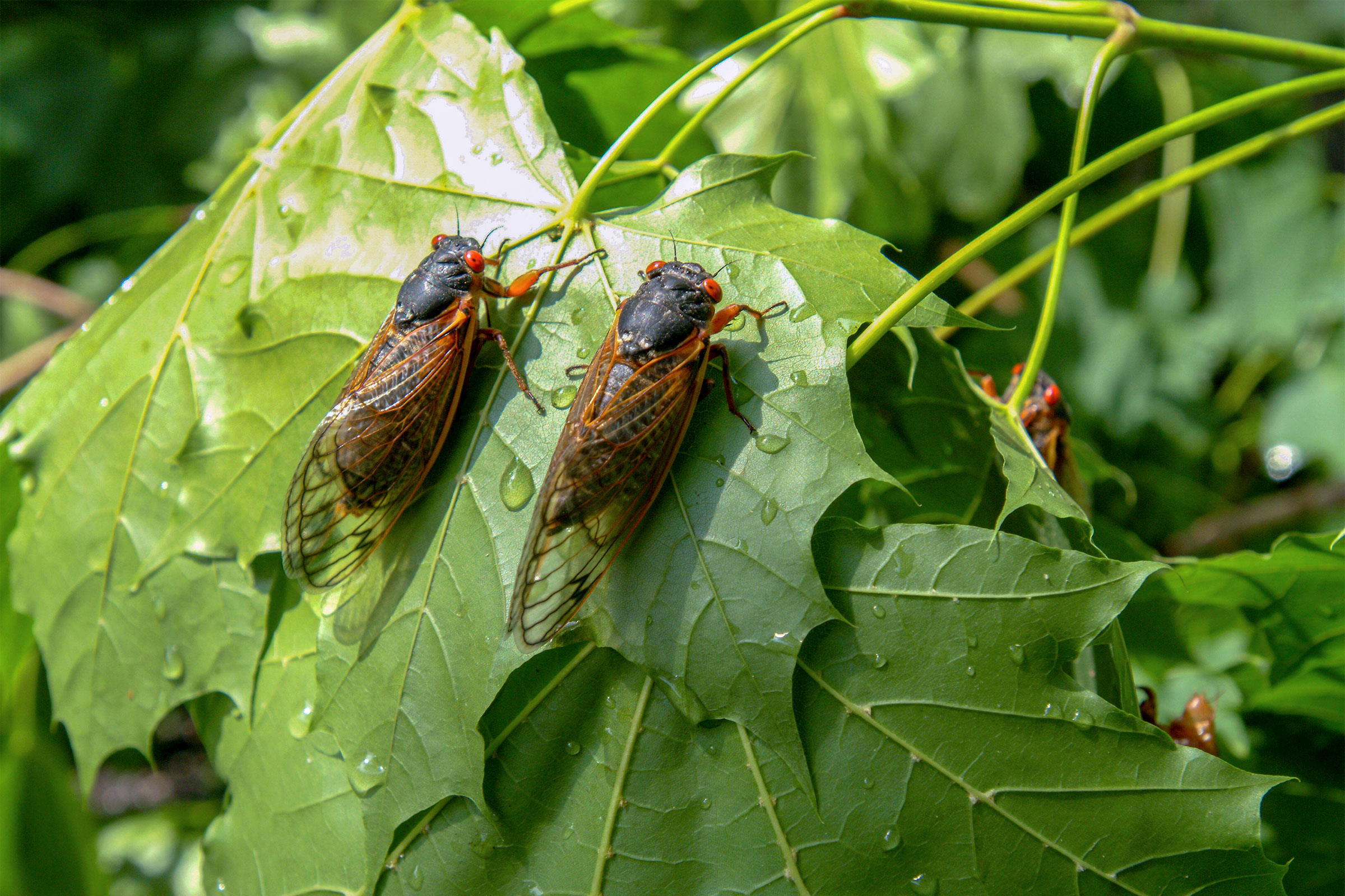 Birds May Hold Clues to the 'Bizarre' Life Cycle of Brood X Cicadas ...