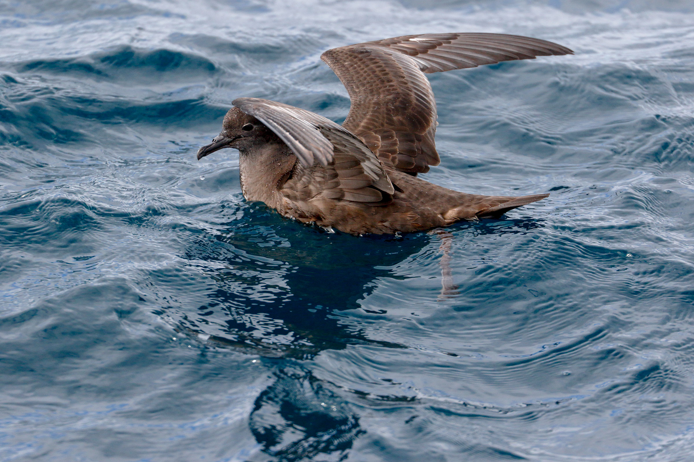 Where Have All the Short-tailed Shearwaters Gone? | Audubon