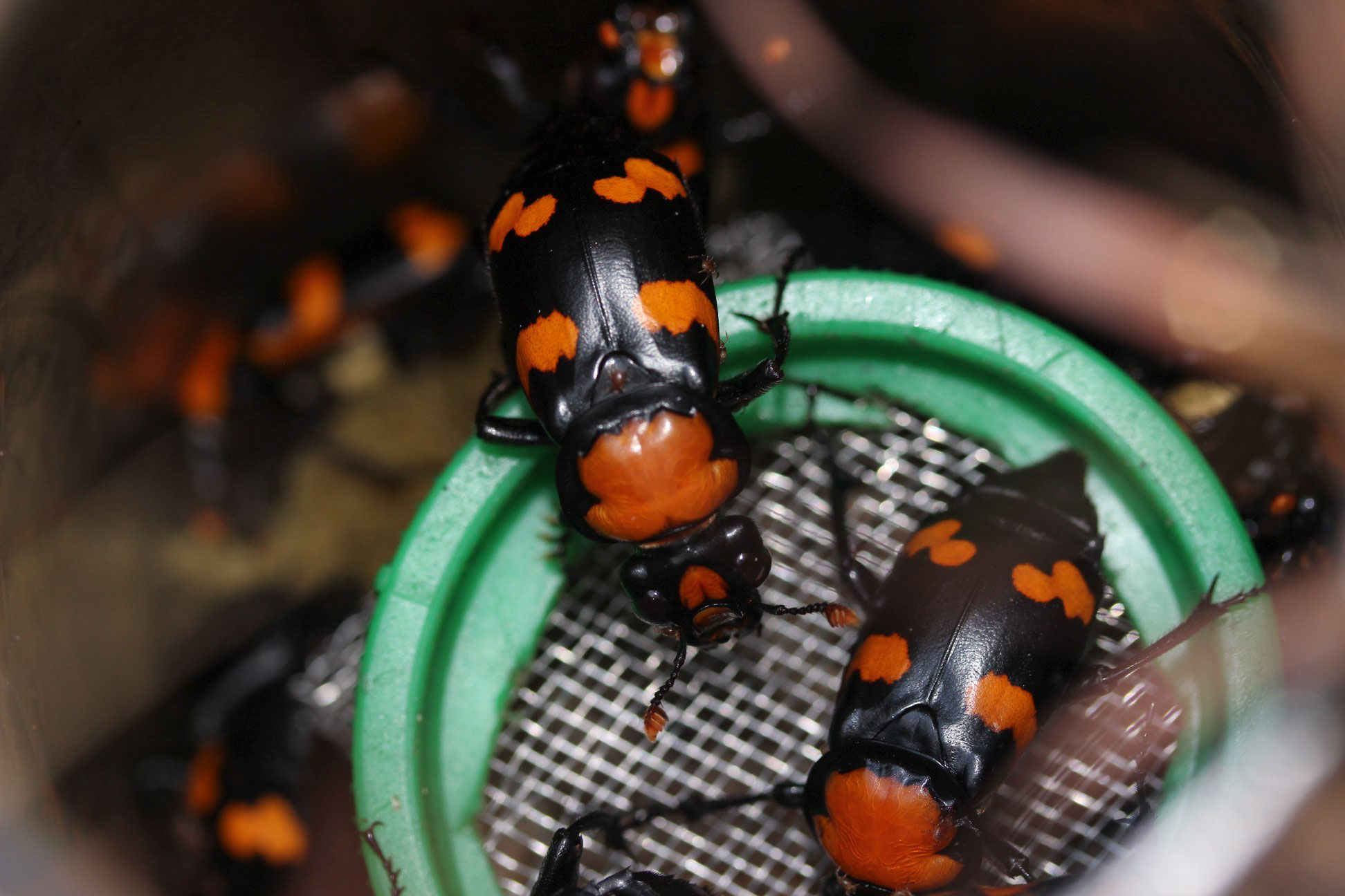 The Ghosts of Gone Birds Haunts an Odd and Endangered Beetle | Audubon