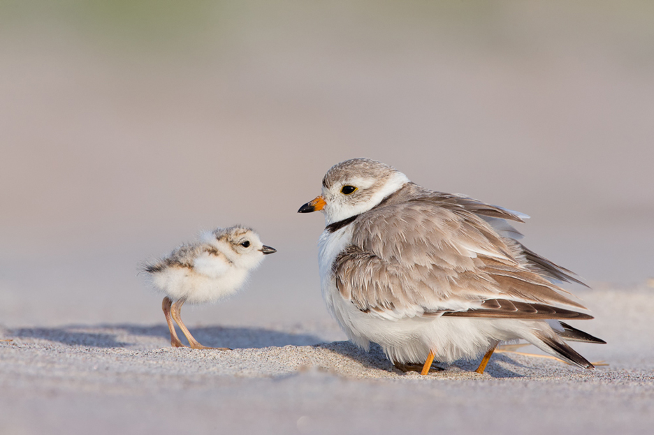 Photo of the Day: Piping Plover | Audubon