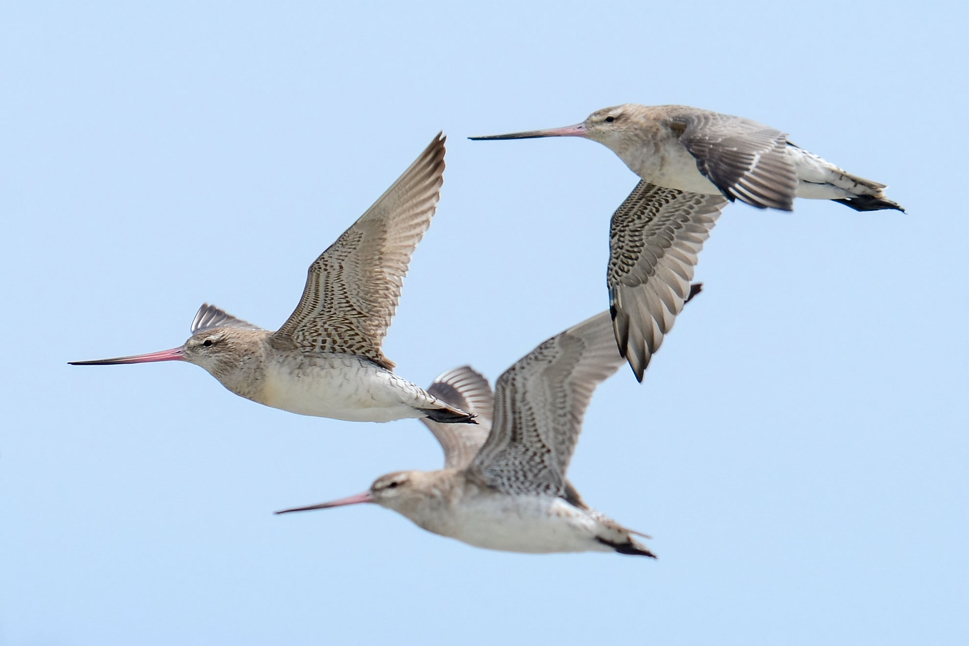 9 Awesome Facts About Bird Migration | Audubon
