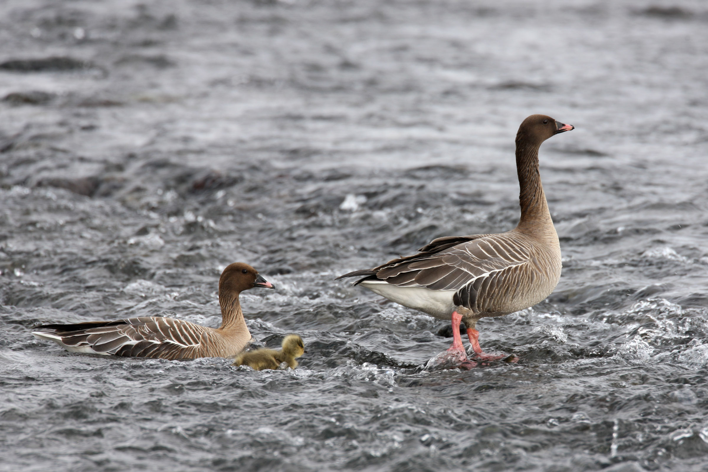 Pink-footed Goose | Audubon Field Guide