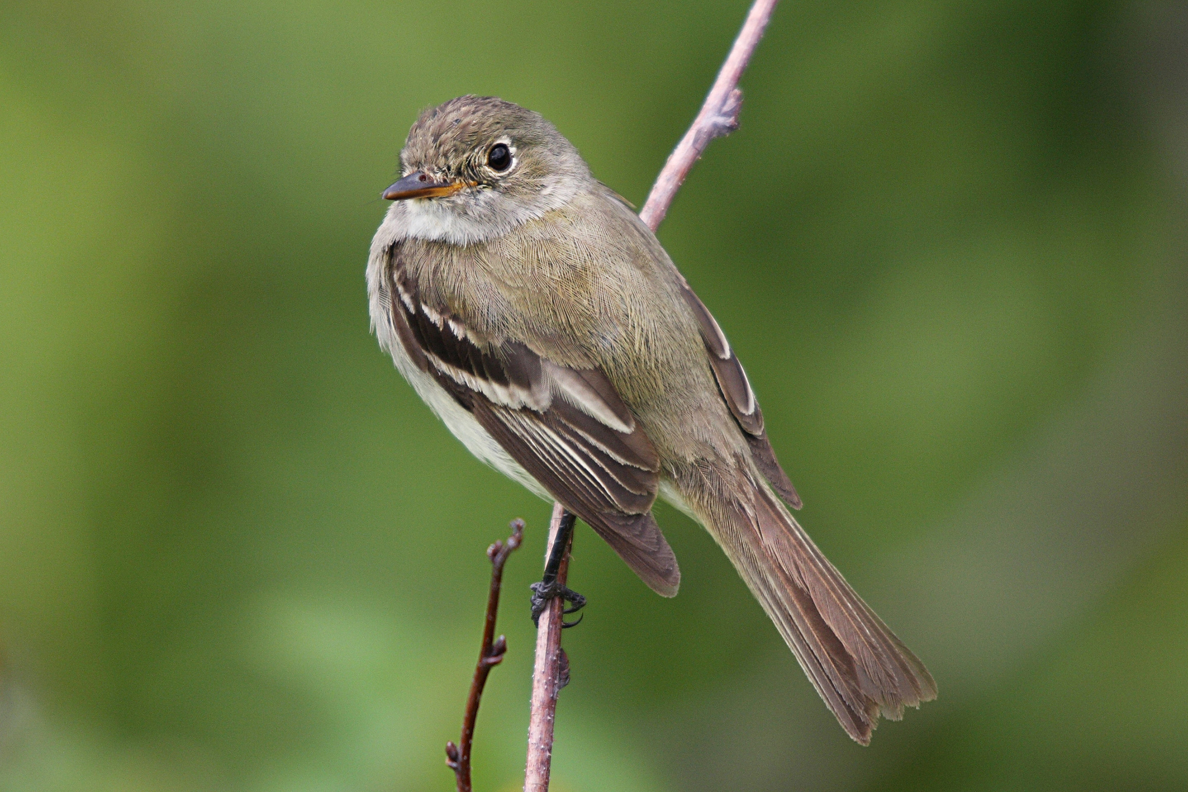 Alder Flycatcher | Audubon Field Guide