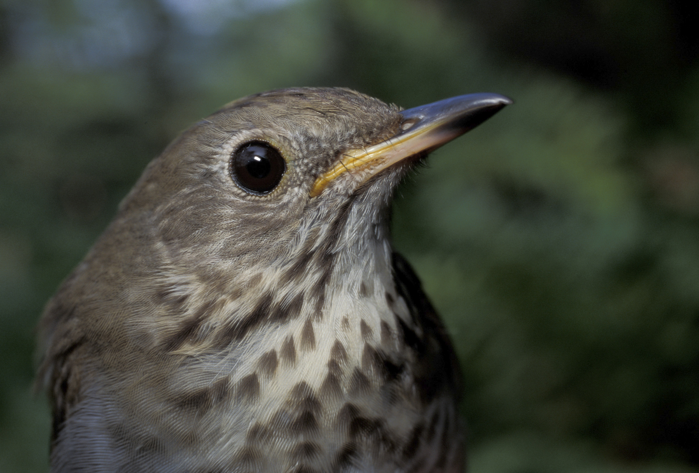 Bicknell's Thrush | Audubon Field Guide