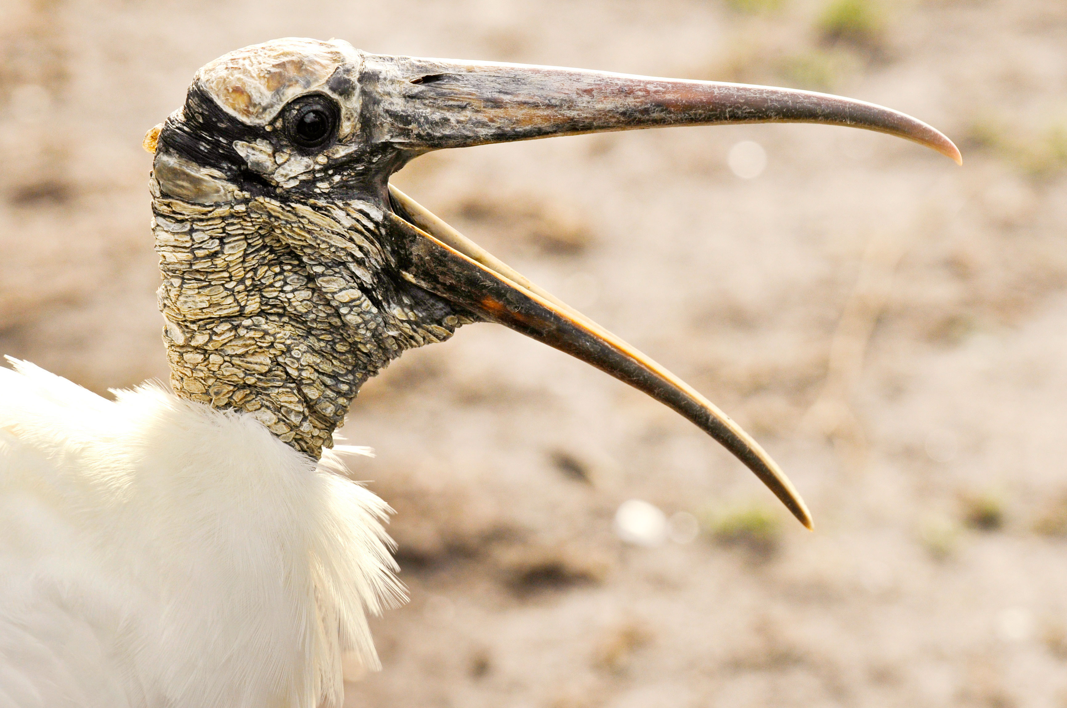 A Bad Climate for Wood Storks | Audubon