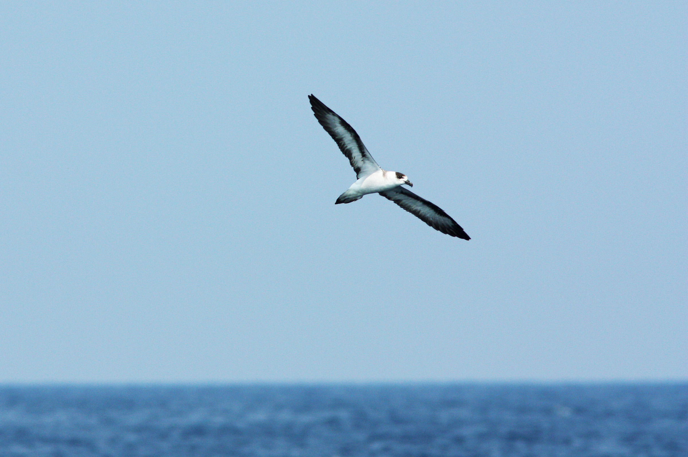 Black-capped Petrel | Audubon Field Guide