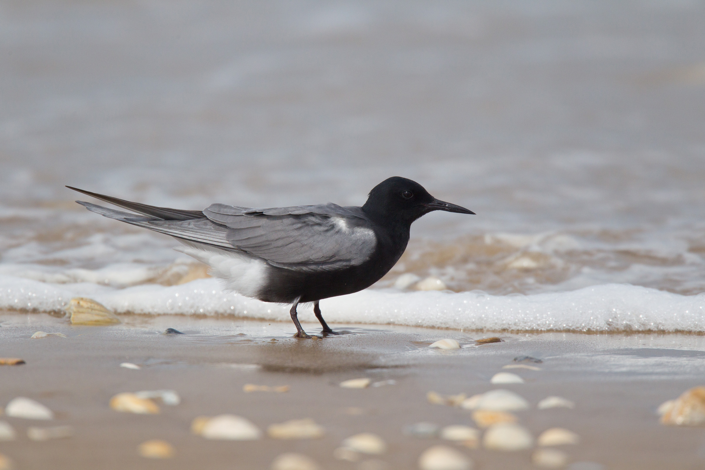 Charrán Negro | Guía de Aves