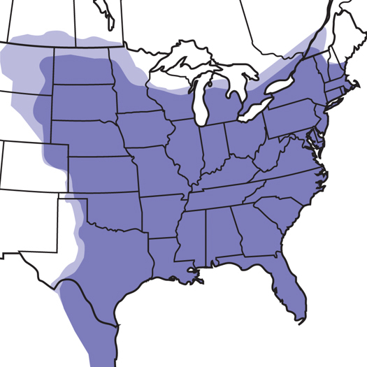 Eastern Screech-Owl | Audubon Field Guide