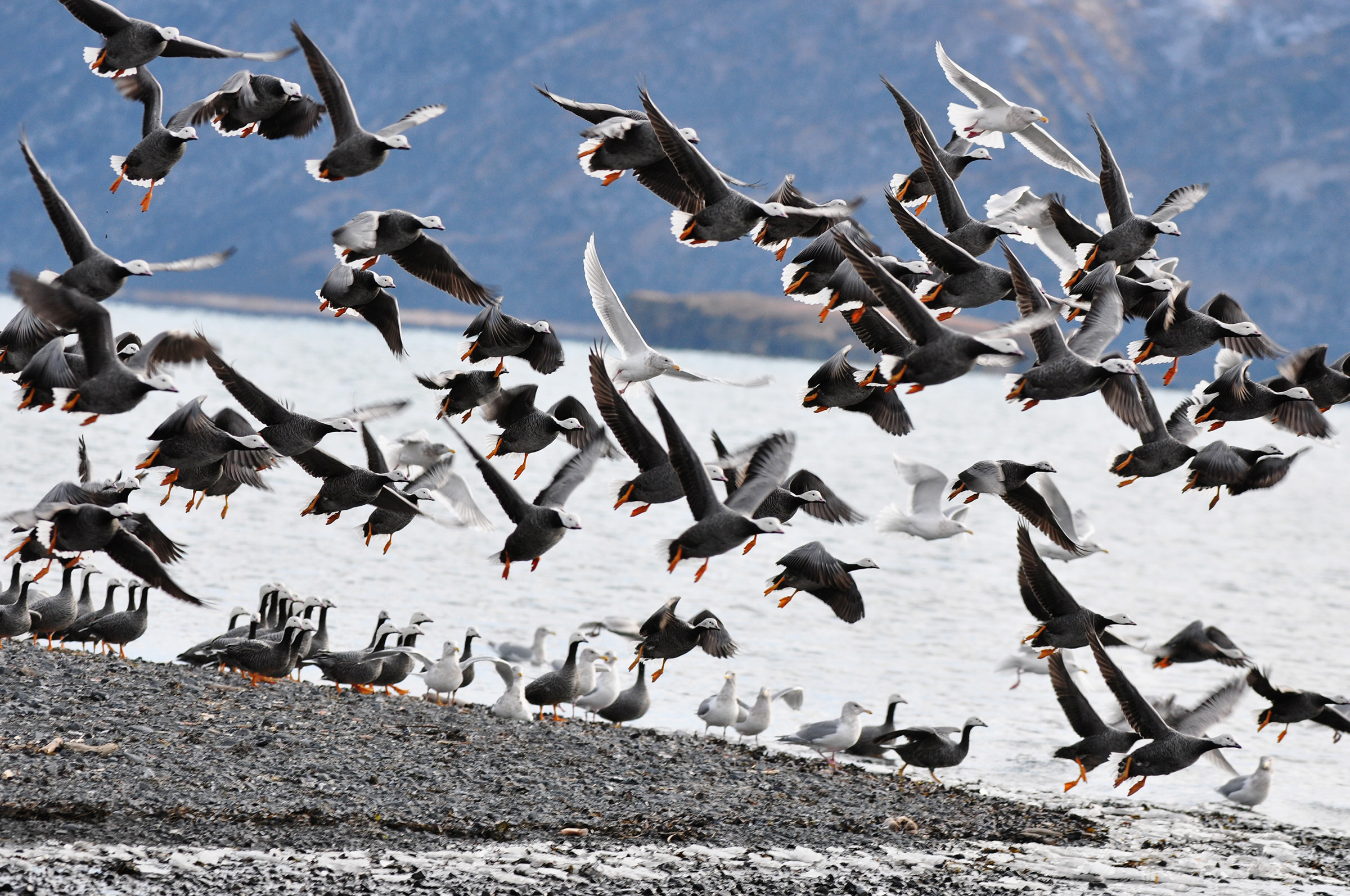 Emperor Goose | Audubon Field Guide