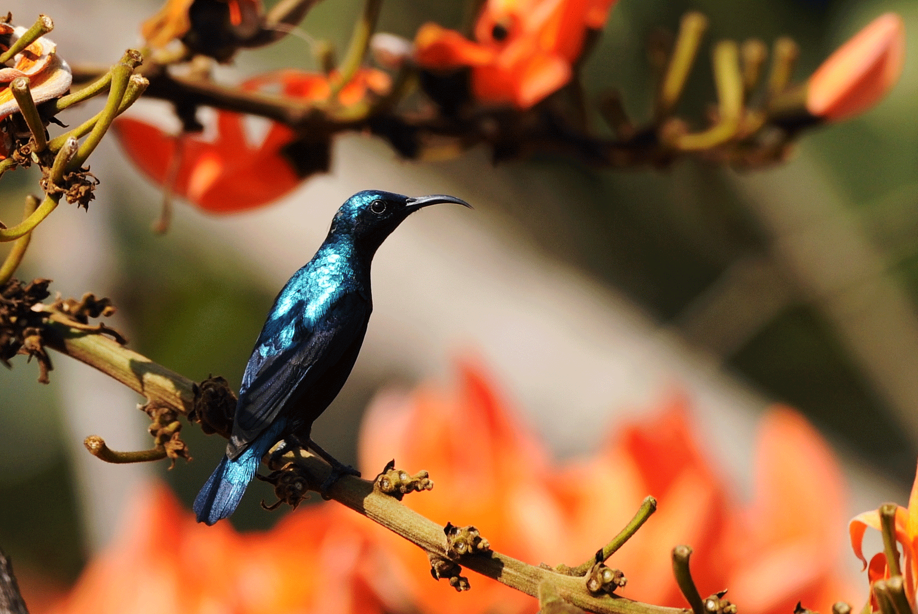 Meet the Birders Who Popularized the Great Backyard Bird Count in India ...