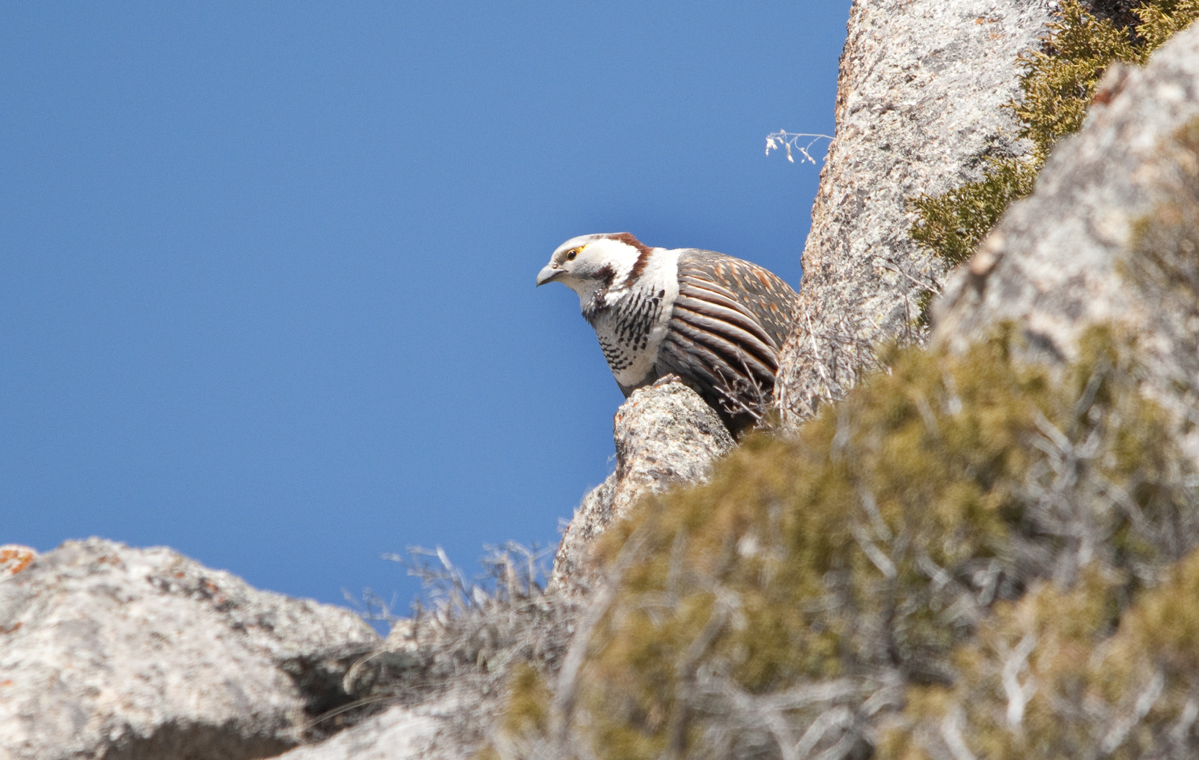 Himalayan Snowcock | Audubon Field Guide