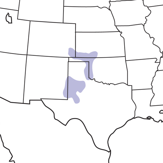 Lesser Prairie-Chicken | Audubon Field Guide