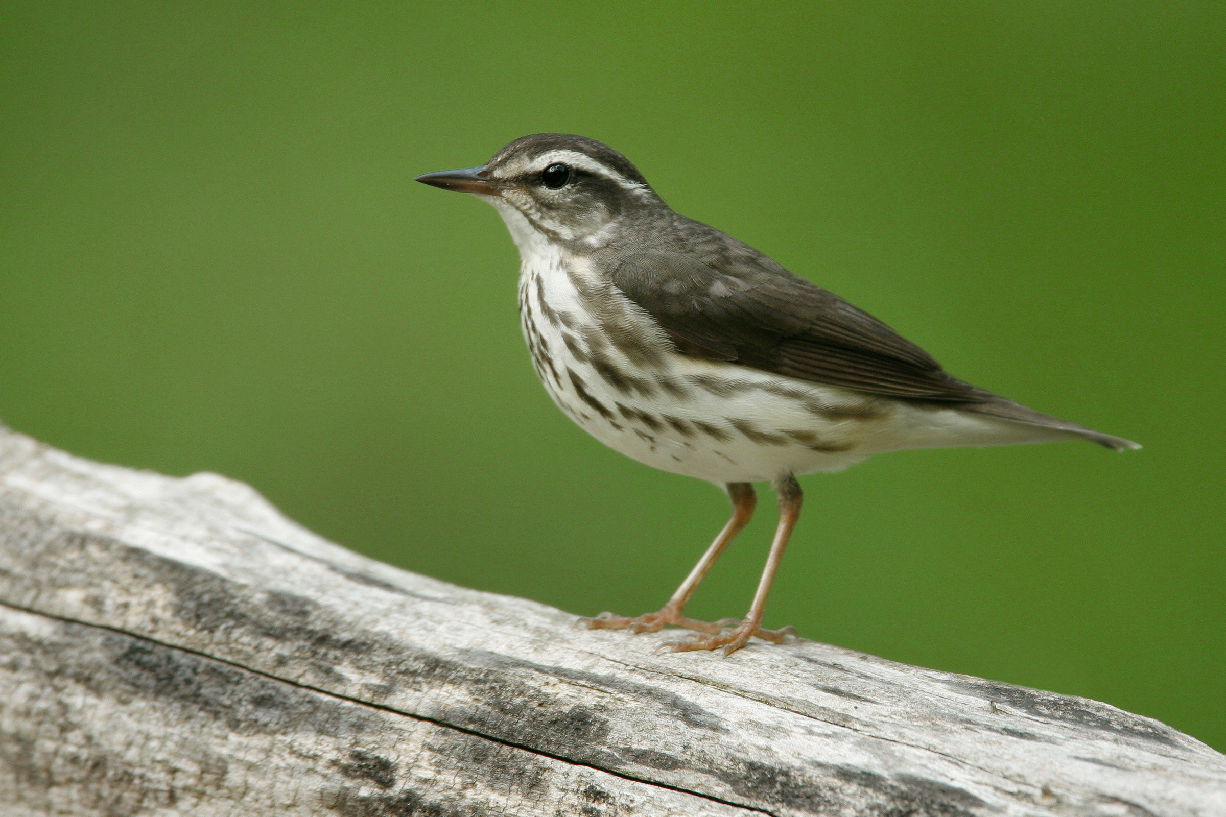 Louisiana Waterthrush | Audubon Field Guide