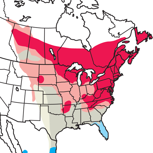 Ovenbird | Audubon Field Guide