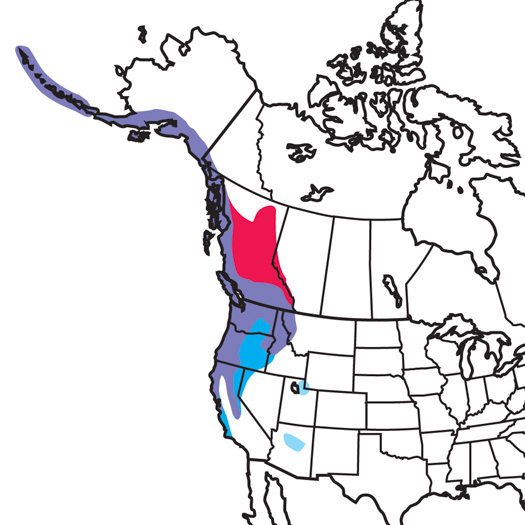 Pacific Wren | Audubon Field Guide