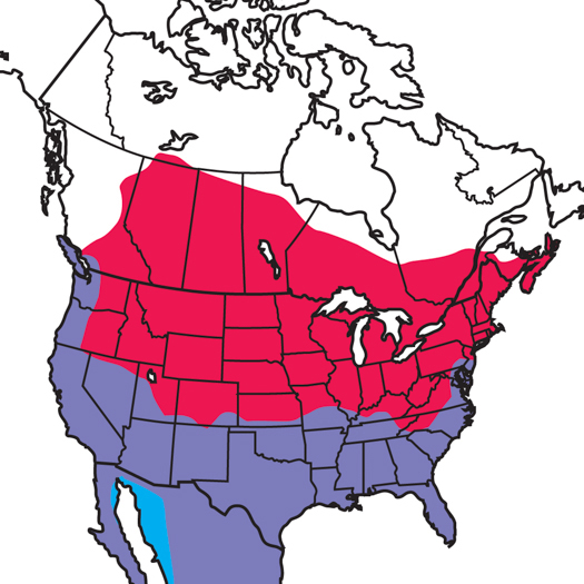 pied billed grebe | BirdForum