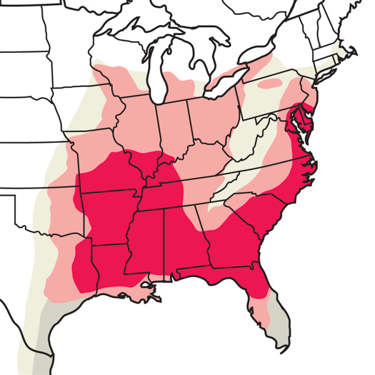 Prothonotary Warbler | Audubon Field Guide