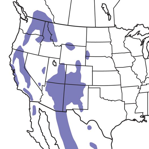 Pygmy Nuthatch | Audubon Field Guide
