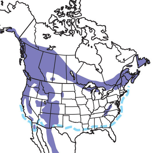 Red Crossbill | Audubon Field Guide