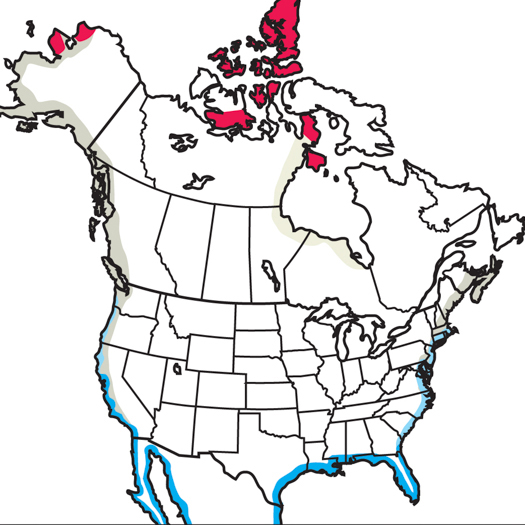Red Knot | Audubon Field Guide