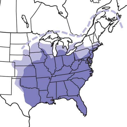 Red-bellied Woodpecker | Audubon Field Guide