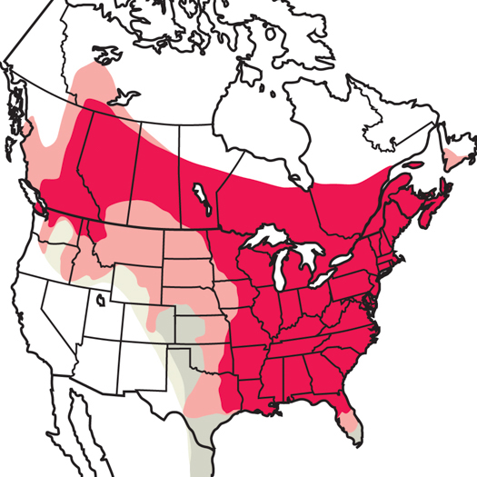 Red-eyed Vireo | Audubon Field Guide