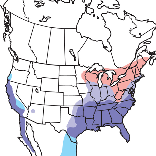 Red-shouldered Hawk | Audubon Field Guide