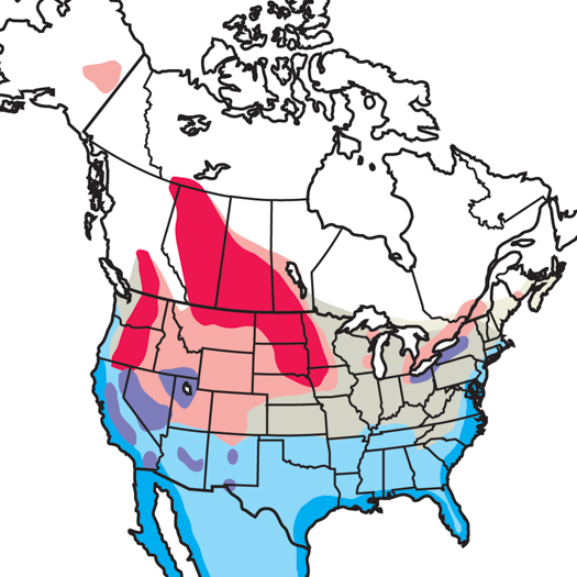 Redhead | Audubon Field Guide