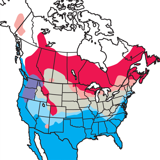 Ring-necked Duck | Audubon Field Guide