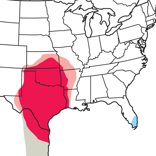 Scissor-tailed Flycatcher | Audubon Field Guide
