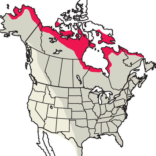 Semipalmated Sandpiper | Audubon Field Guide