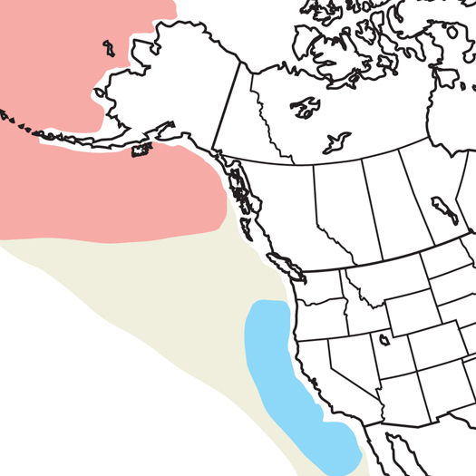 Short-tailed Shearwater | Audubon Field Guide