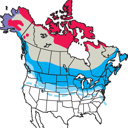 Snow Bunting | Audubon Field Guide