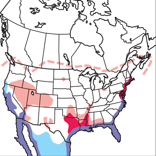 Snowy Egret | Audubon Field Guide