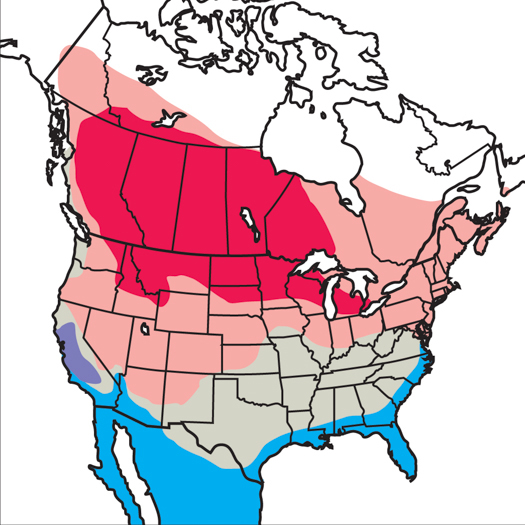 Sora | Audubon Field Guide