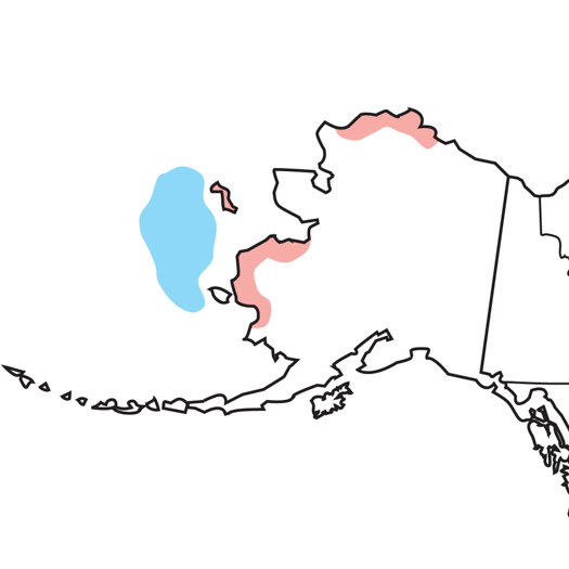 Spectacled Eider | Audubon Field Guide
