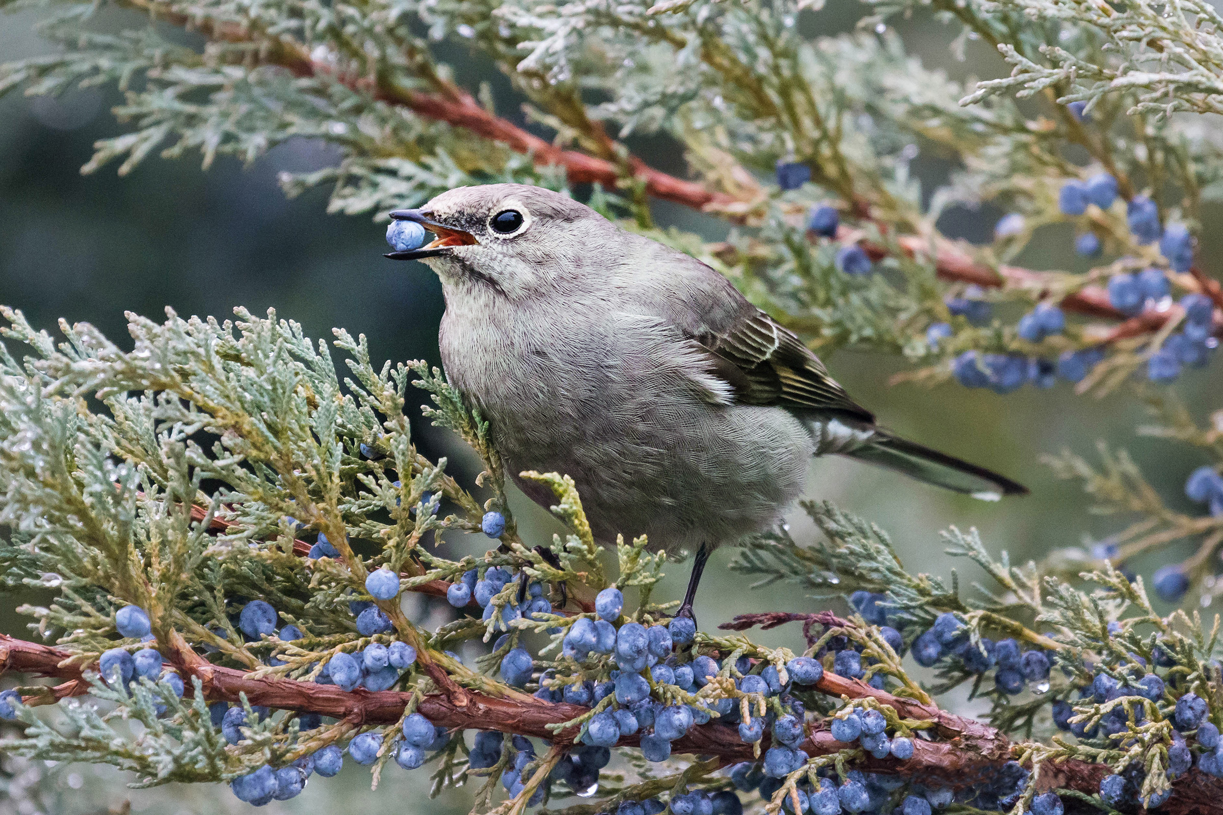 Townsend's Solitaire | Audubon Field Guide