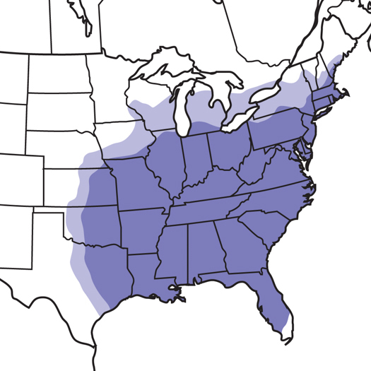 Tufted Titmouse | Audubon Field Guide