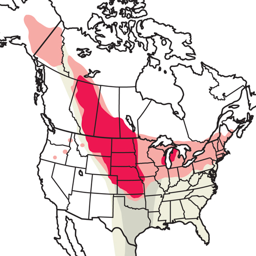 Upland Sandpiper | Audubon Field Guide
