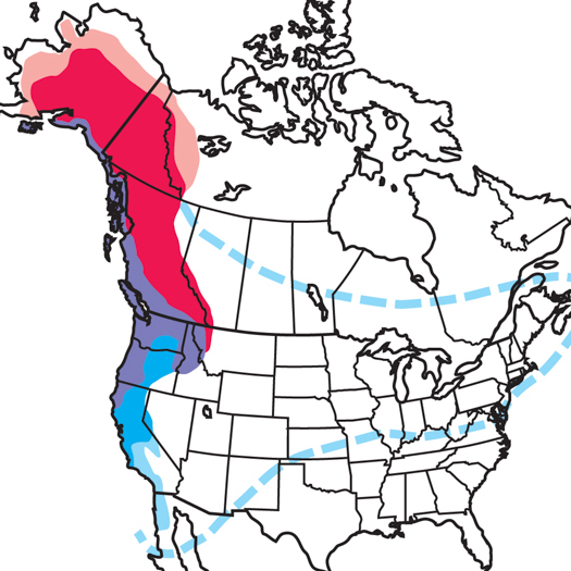 Varied Thrush | Audubon Field Guide