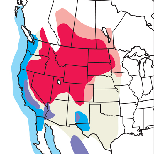 Western Grebe | Audubon Field Guide