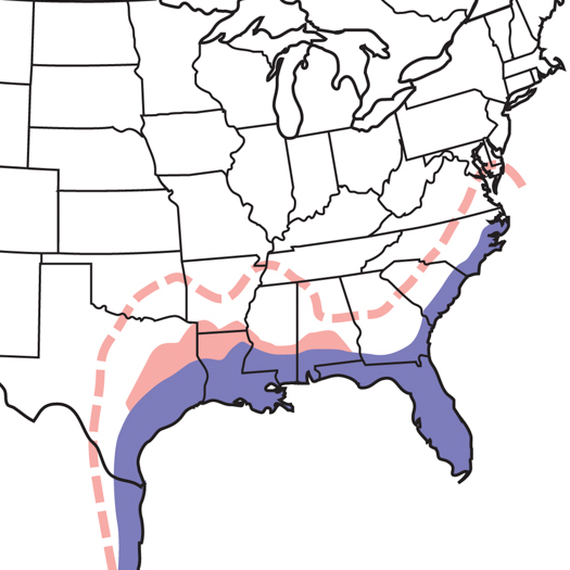 White Ibis | Audubon Field Guide