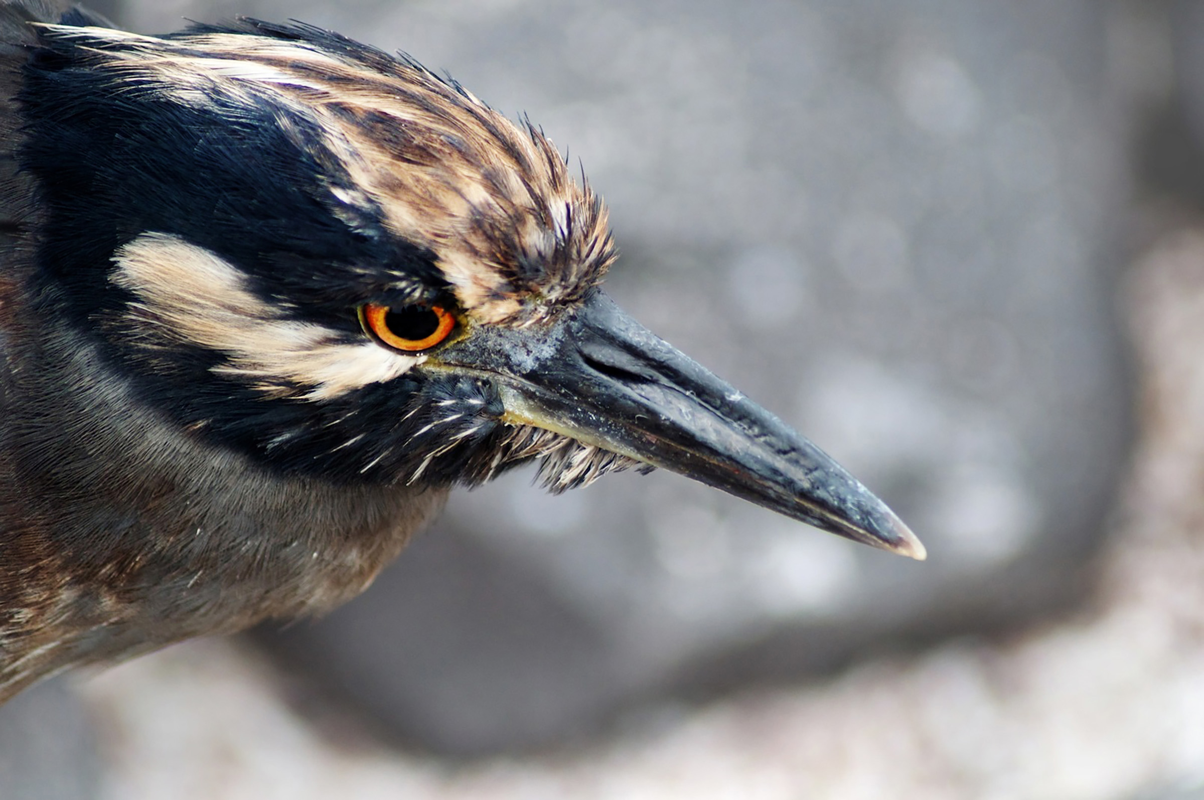 Garza Nocturna Corona Clara | Guía de Aves