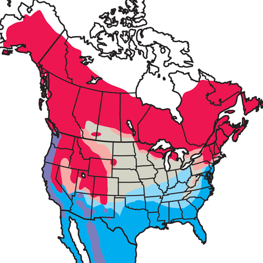 Yellow-rumped Warbler | Audubon Field Guide