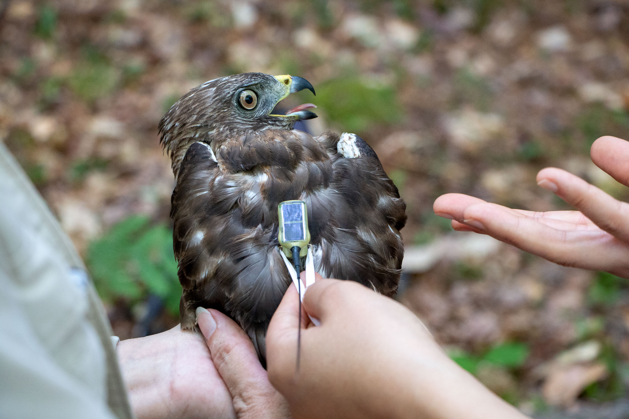 To Protect Broad-winged Hawks, We First Need to Know Where They Migrate ...